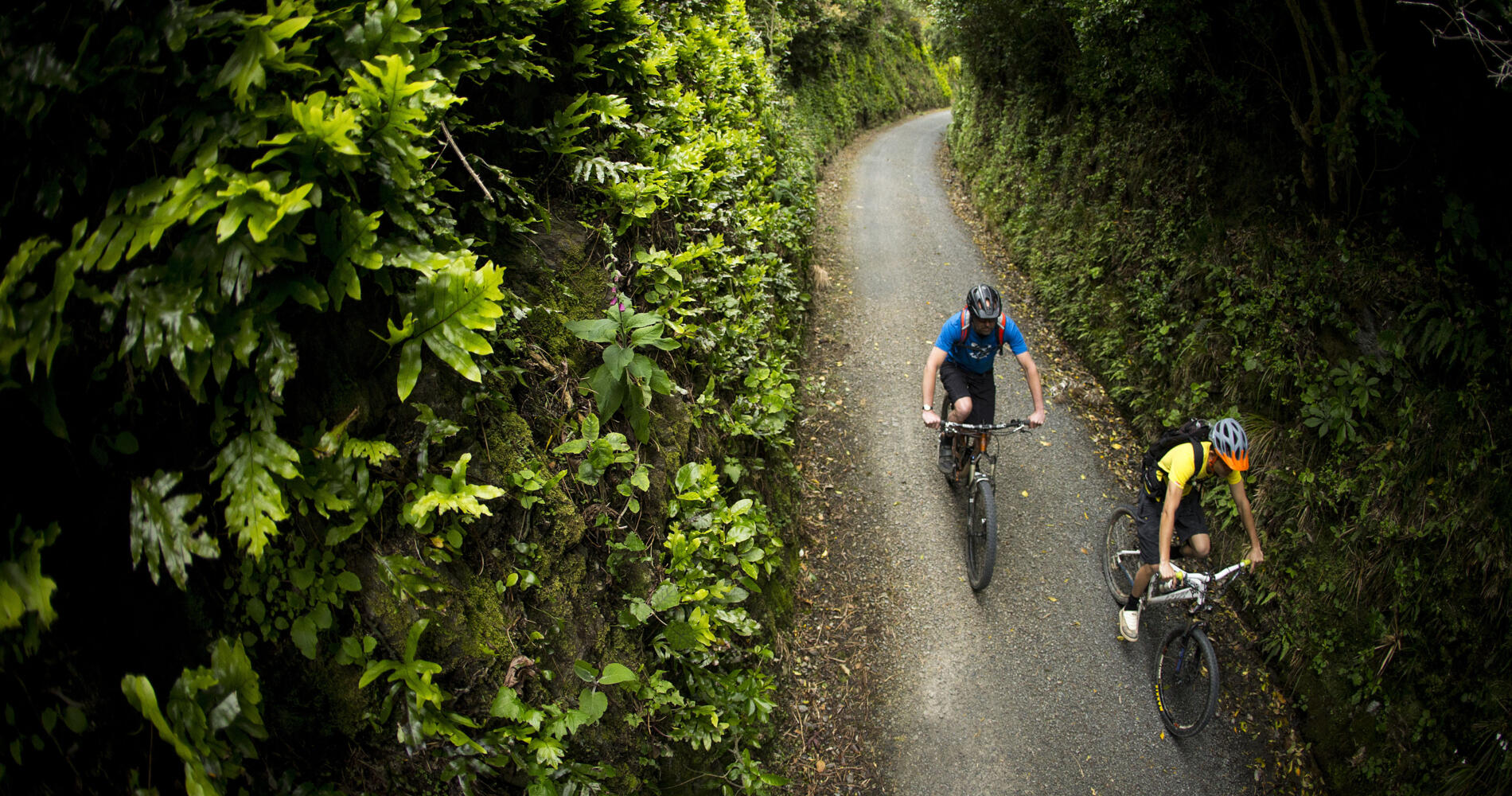 Tunnel Gully | Wellington, New Zealand