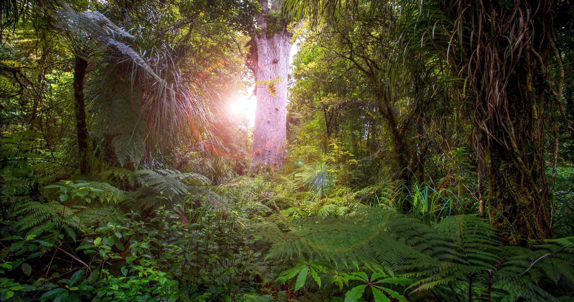 Waipoua Forest - Things to see and do - Northland | New Zealand