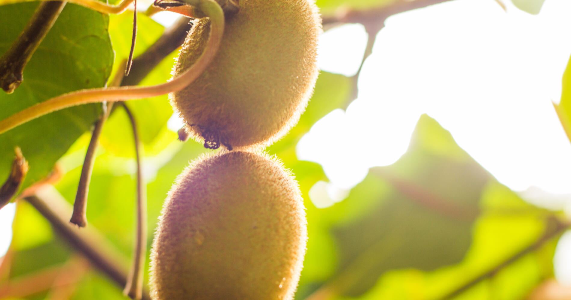 Things to see and do in Te Puke, New Zealand