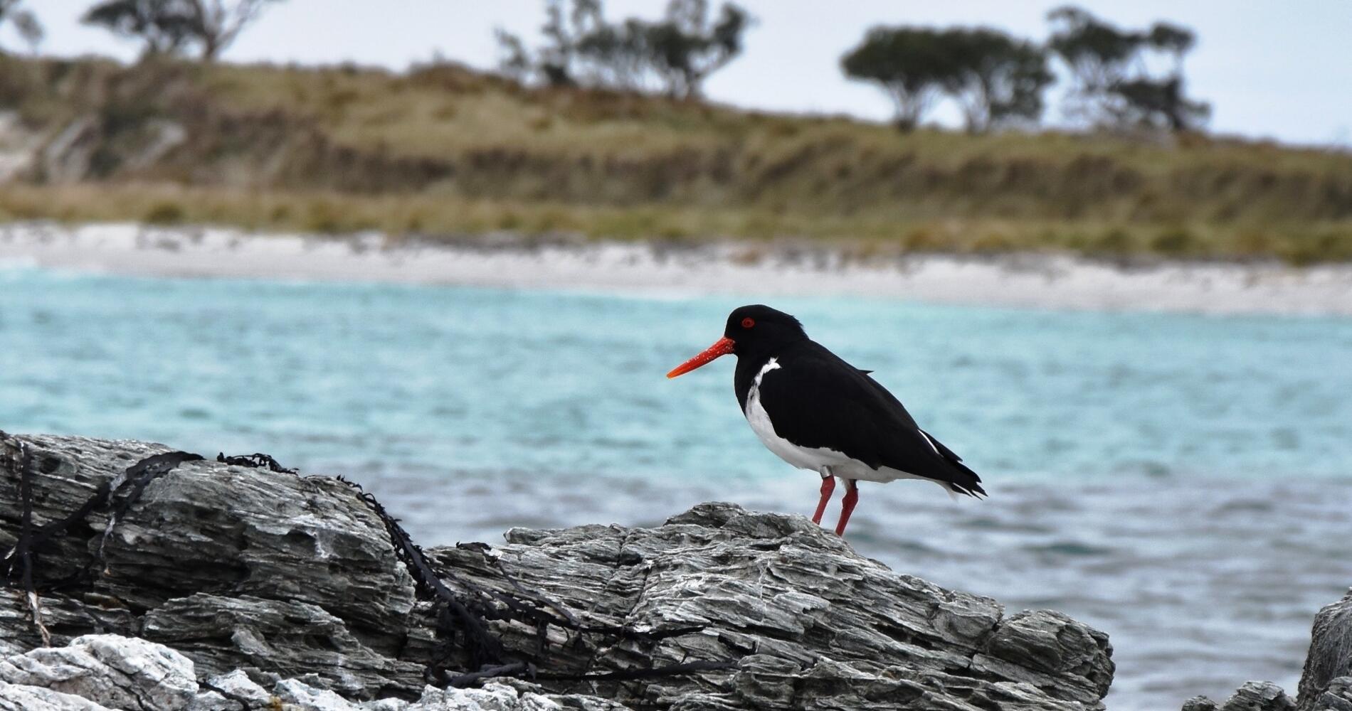 Nature and wildlife in the Chatham Islands | 100% Pure NZ