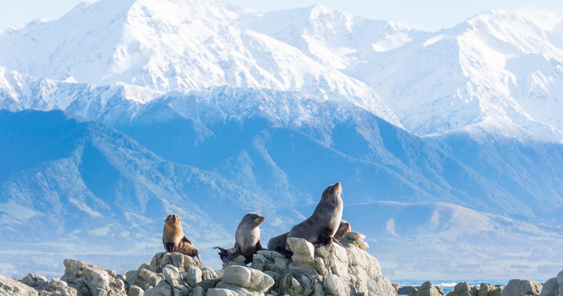 New Zealand plants & animals | Ruapehu, New Zealand