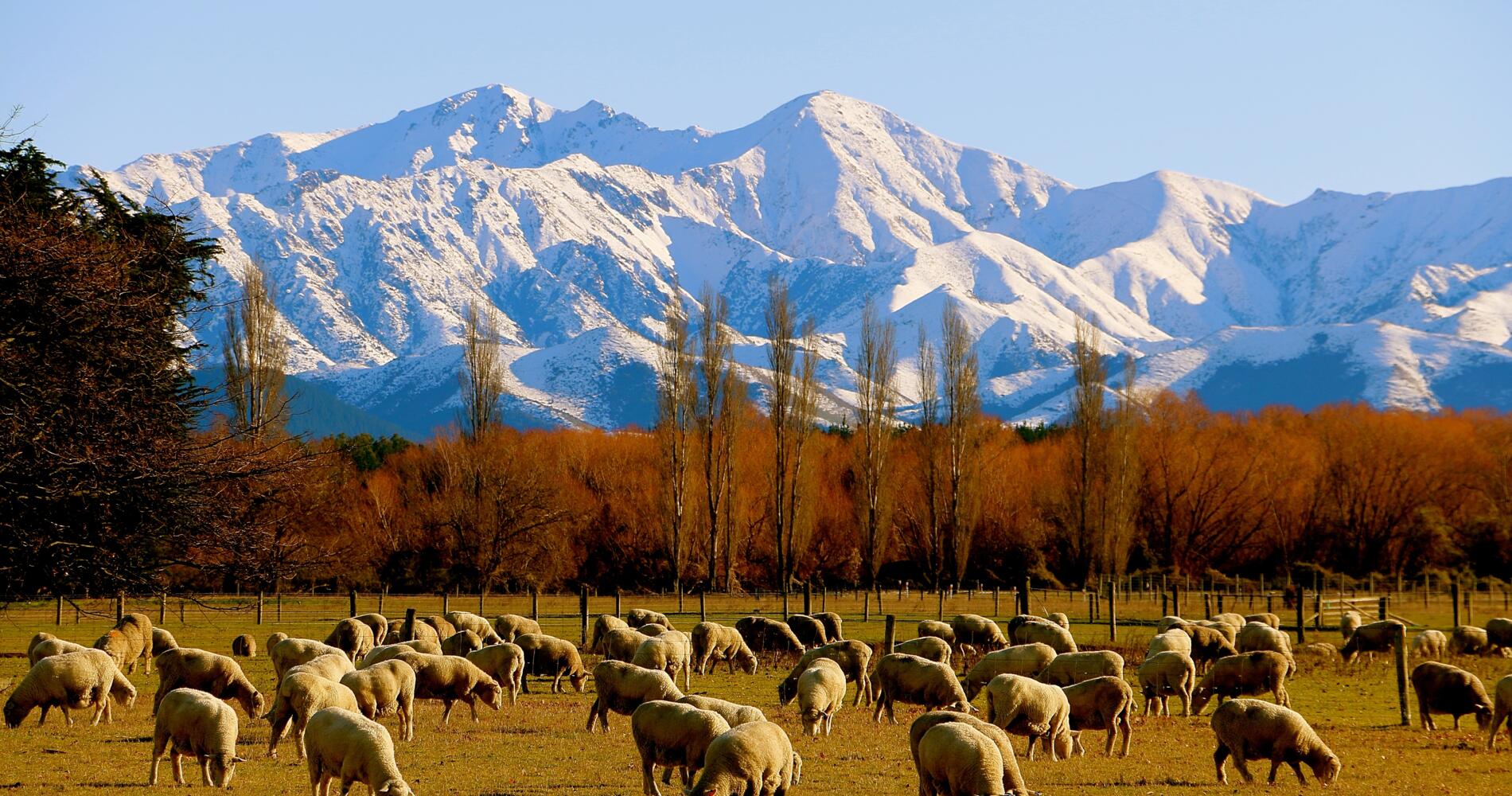 Population Of Geraldine Nz at Kristopher Chambers blog