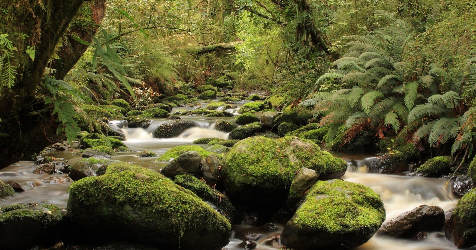 Things to see and do in Tapanui, New Zealand