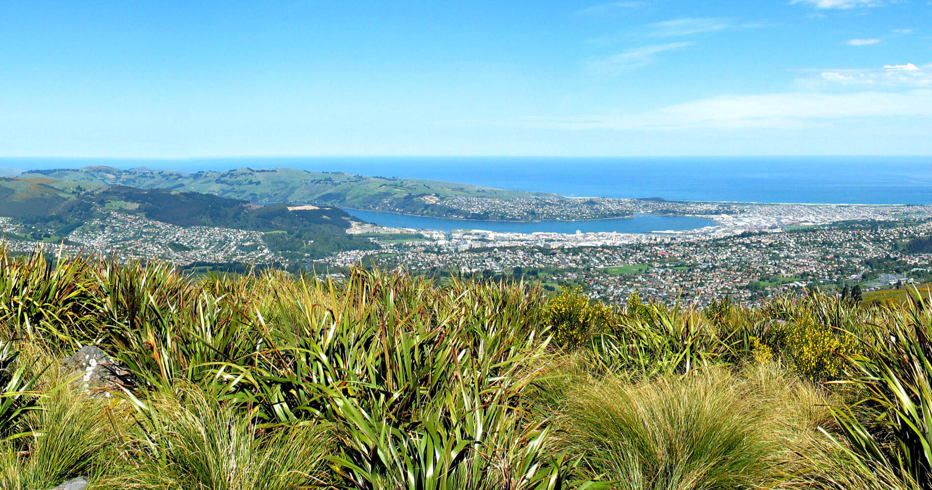 Pineapple Track | Dunedin, New Zealand