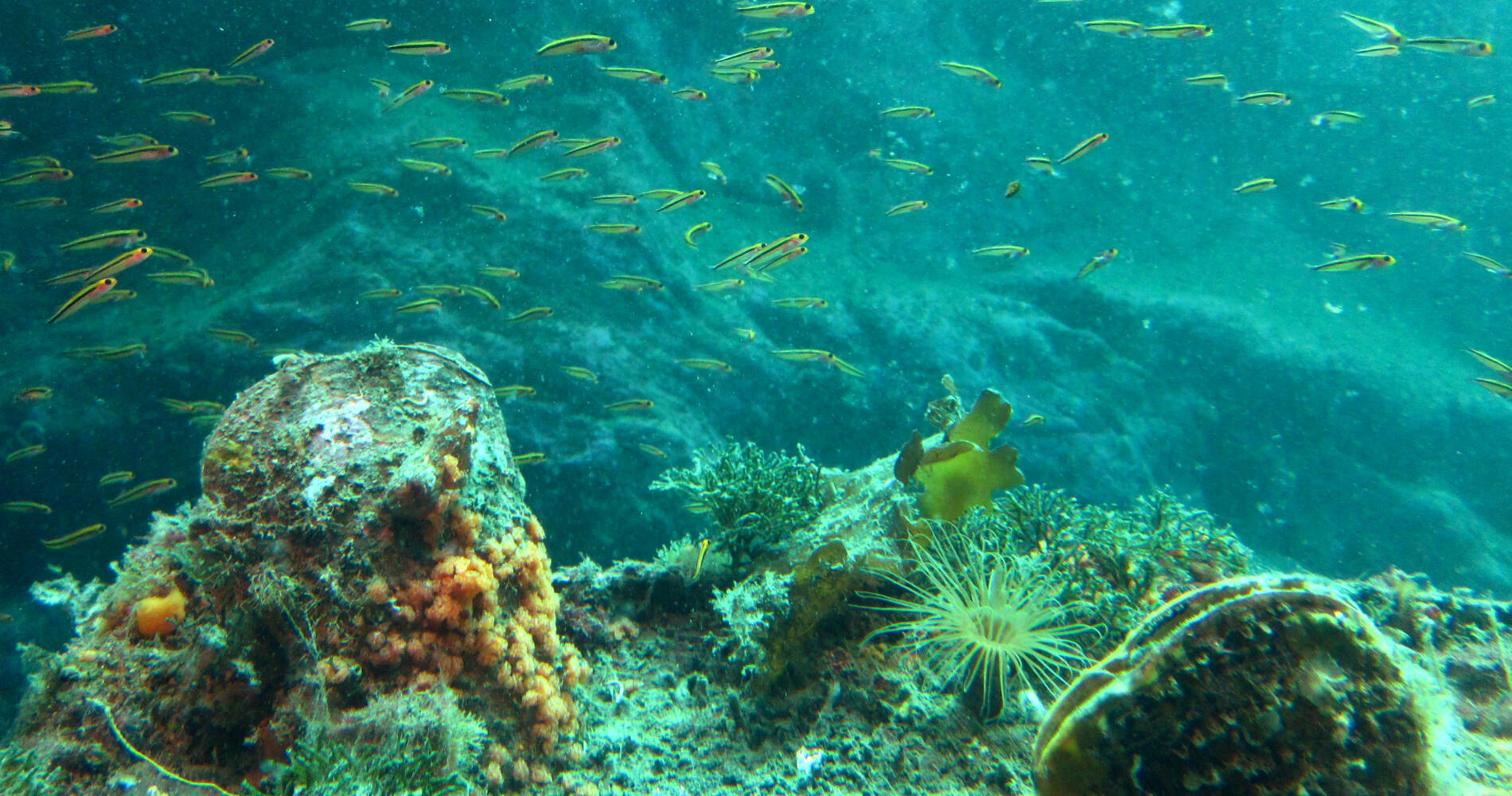 Marine Reserve