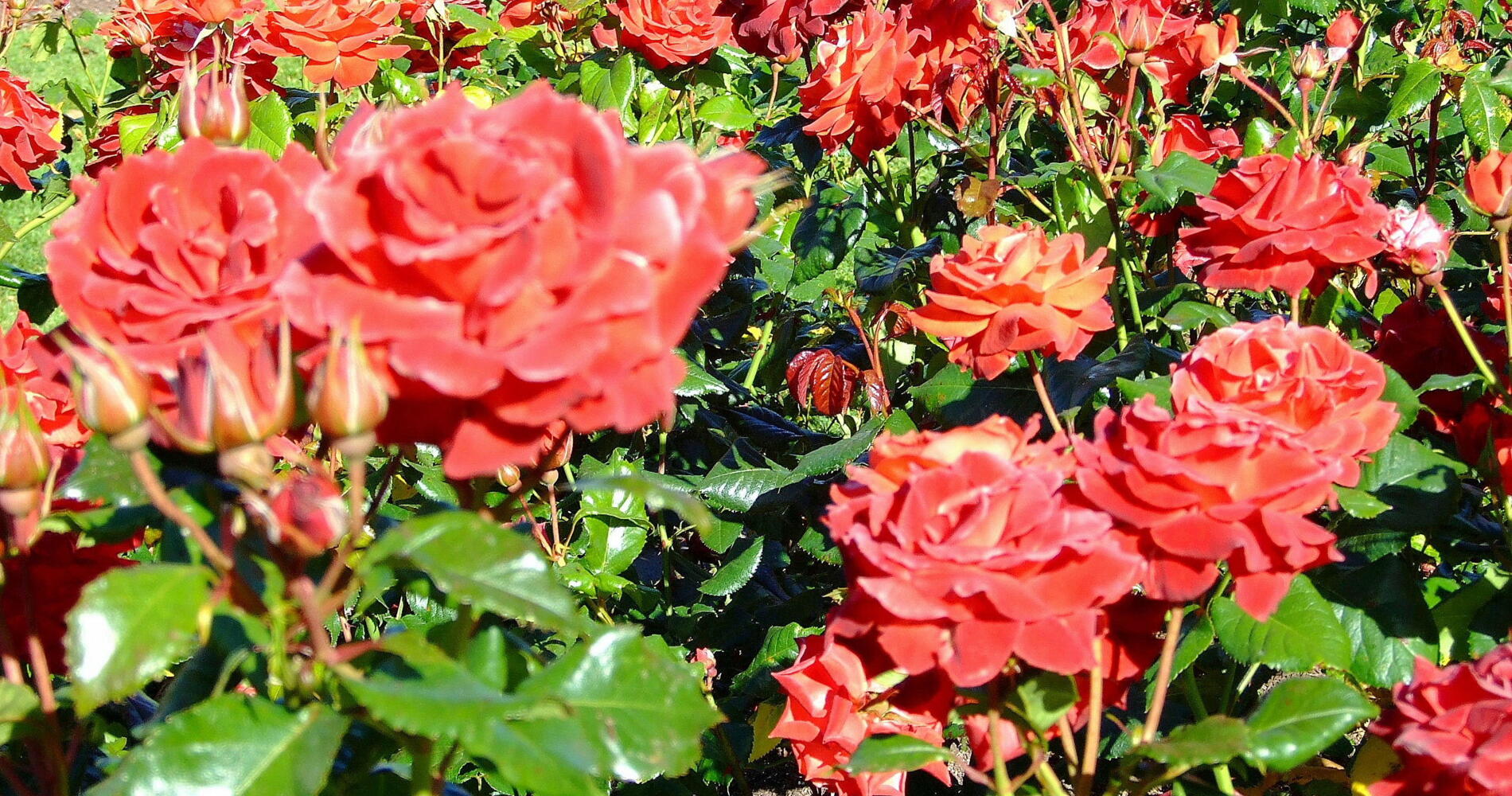 Things to see and do in Te Awamutu, New Zealand