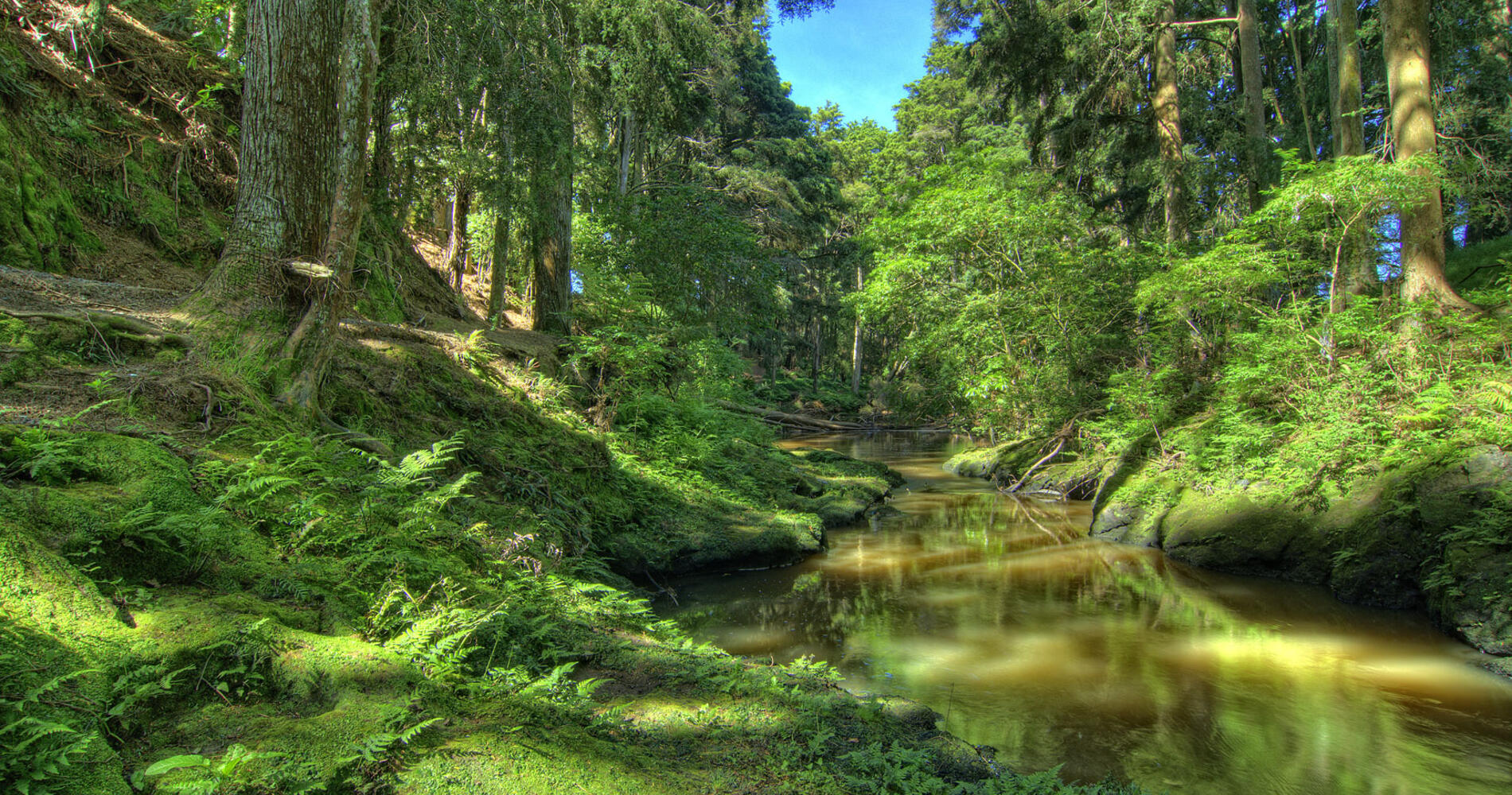 Te Aroha Summit Track | Hamilton - Waikato, New Zealand