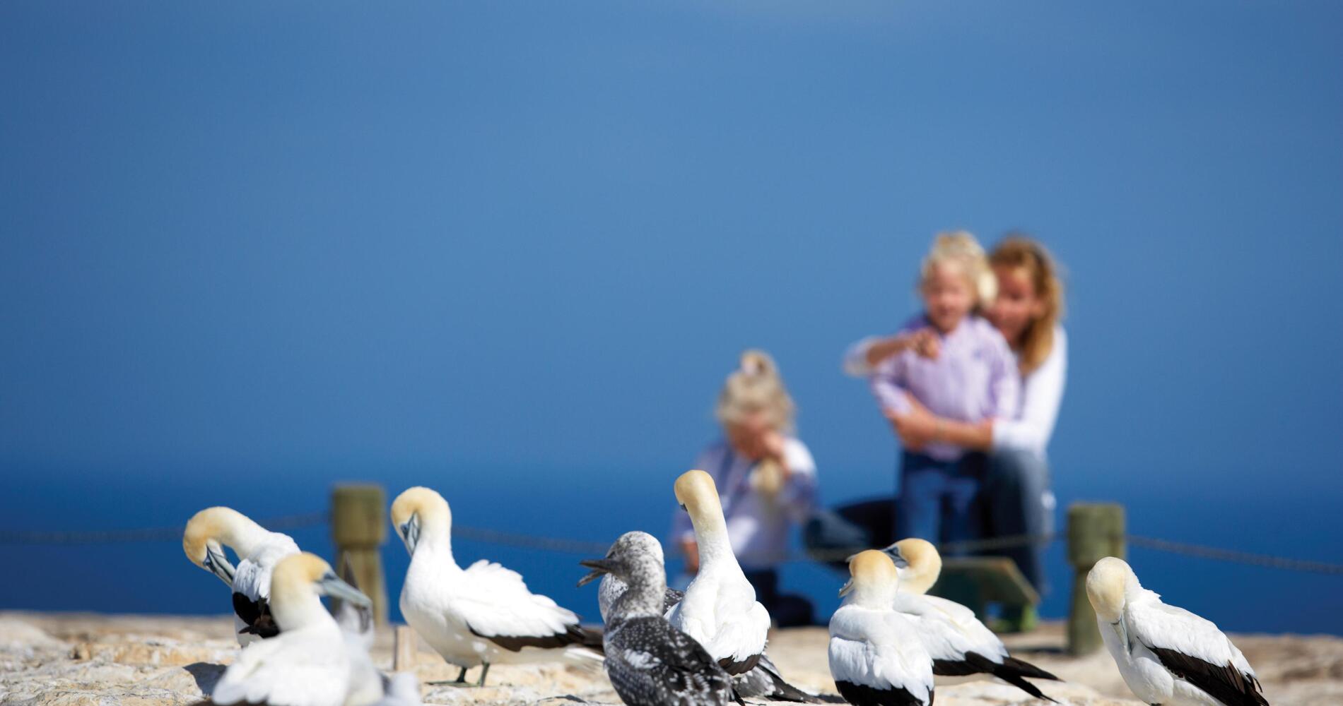 Cape Kidnappers | 100% Pure New Zealand