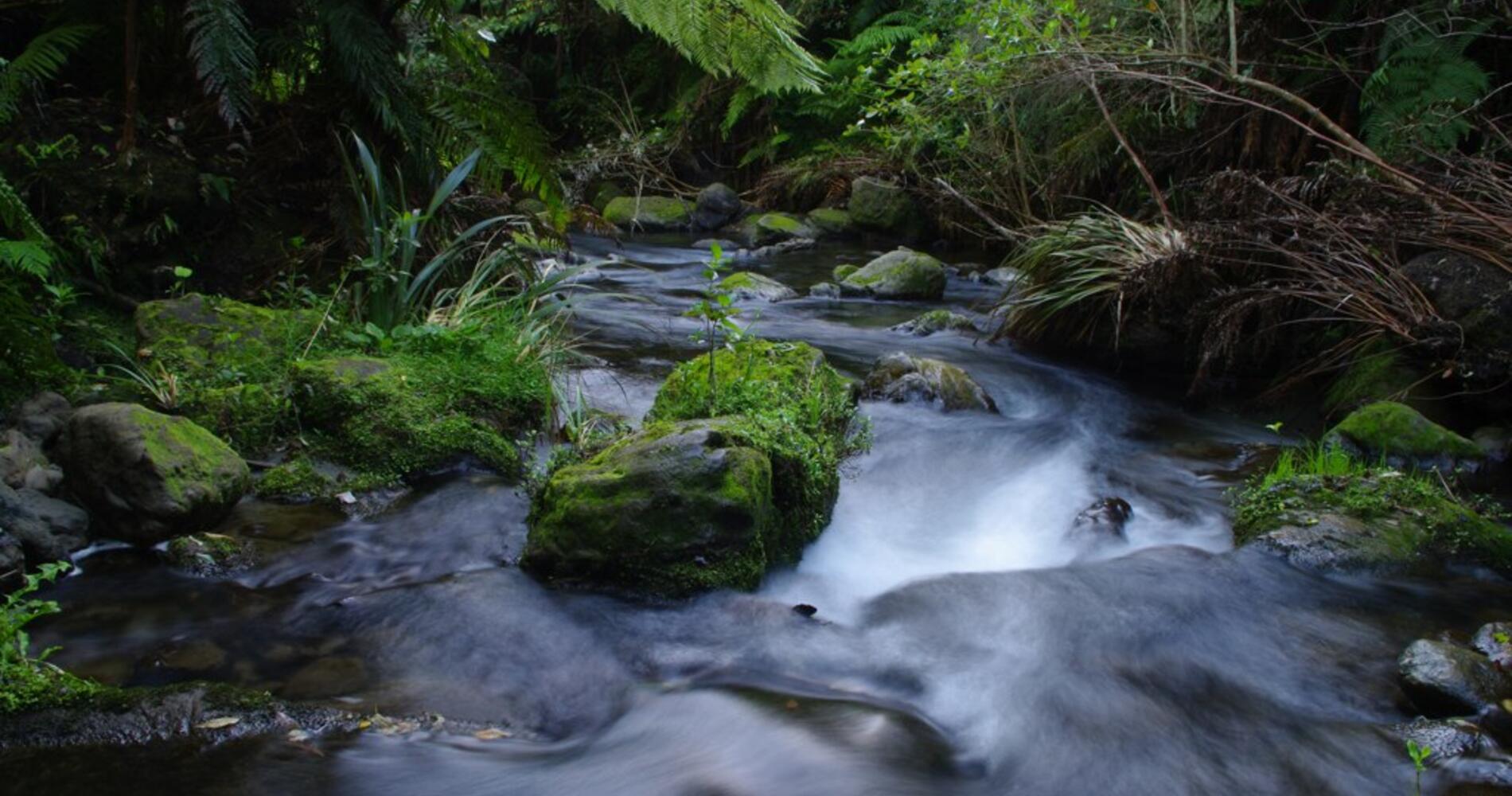 Boundary Stream Scenic Reserve | Hawke's Bay, New Zealand