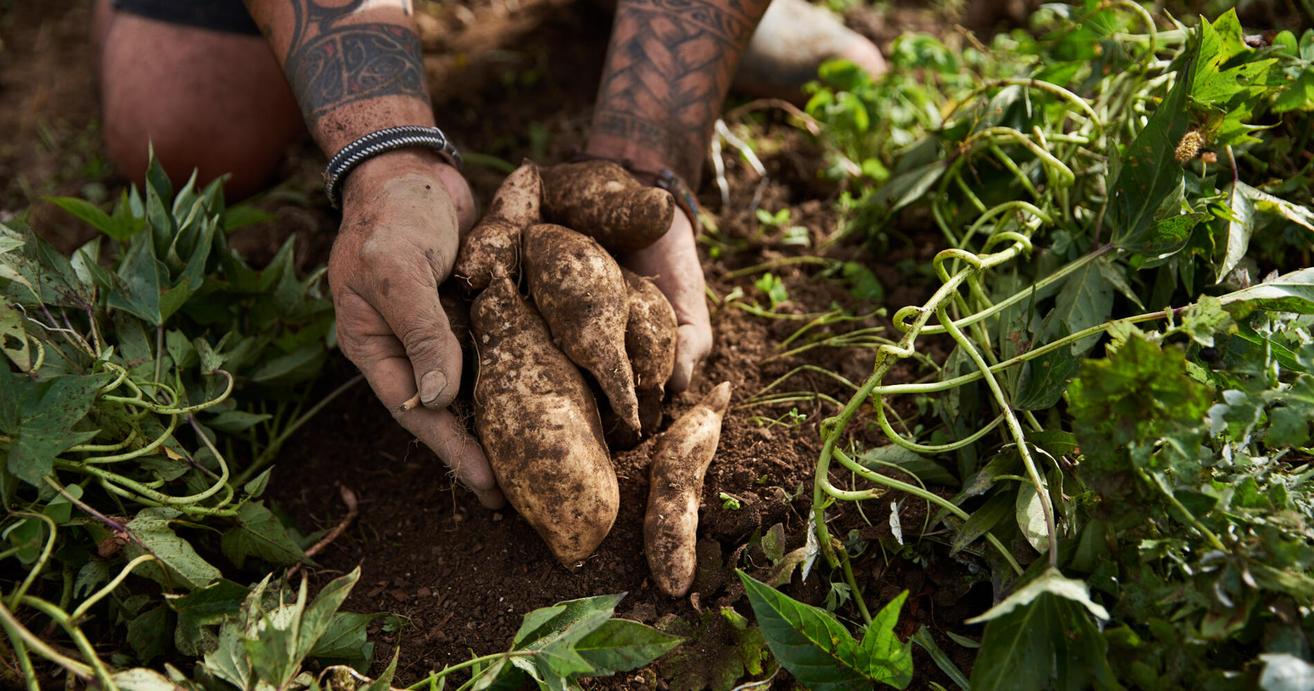 マオリの伝統食｜100% ピュア・ニュージーランド