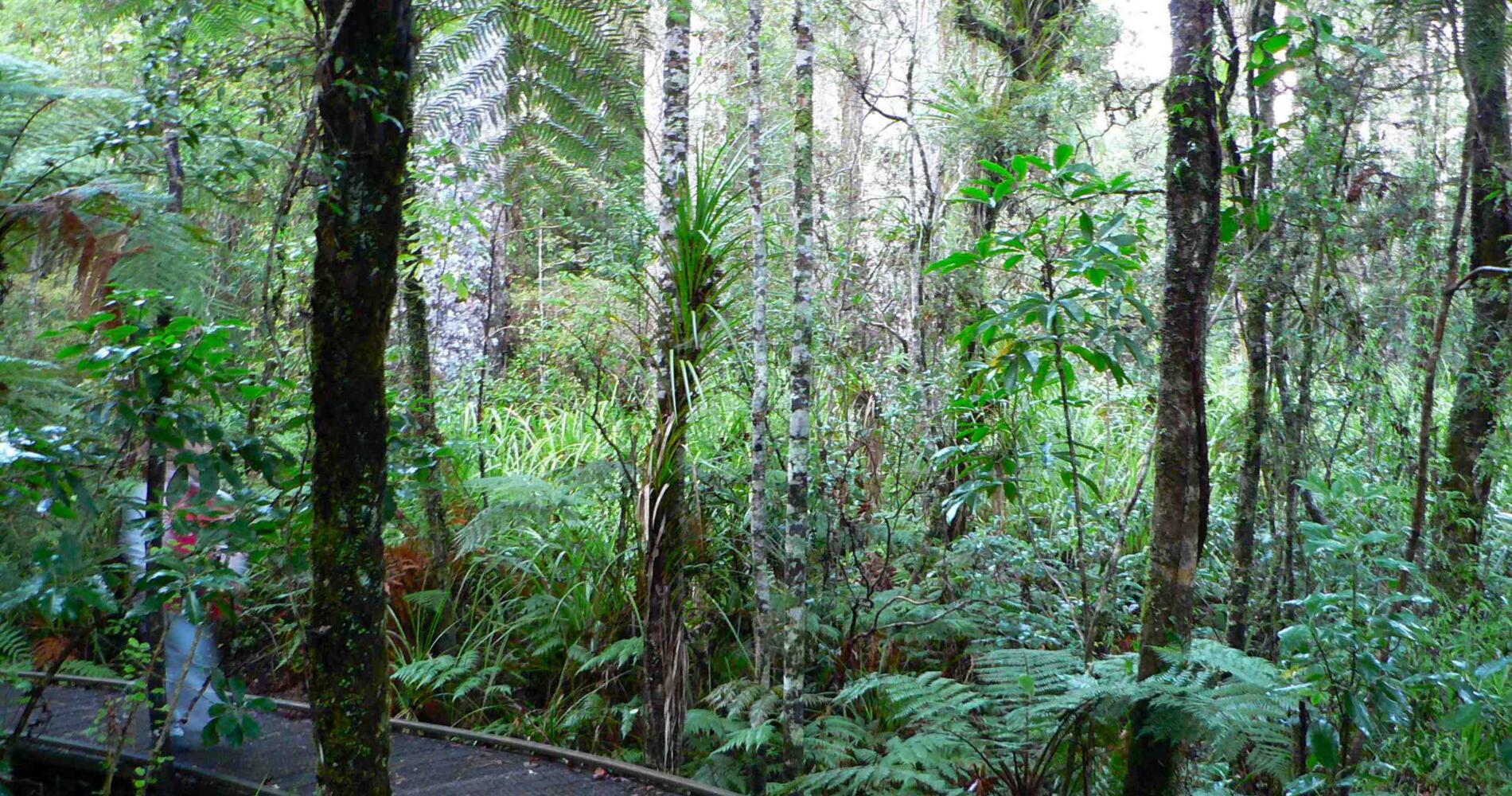 Puketi and Omahuta Forests | Northland & Bay of Islands, New Zealand