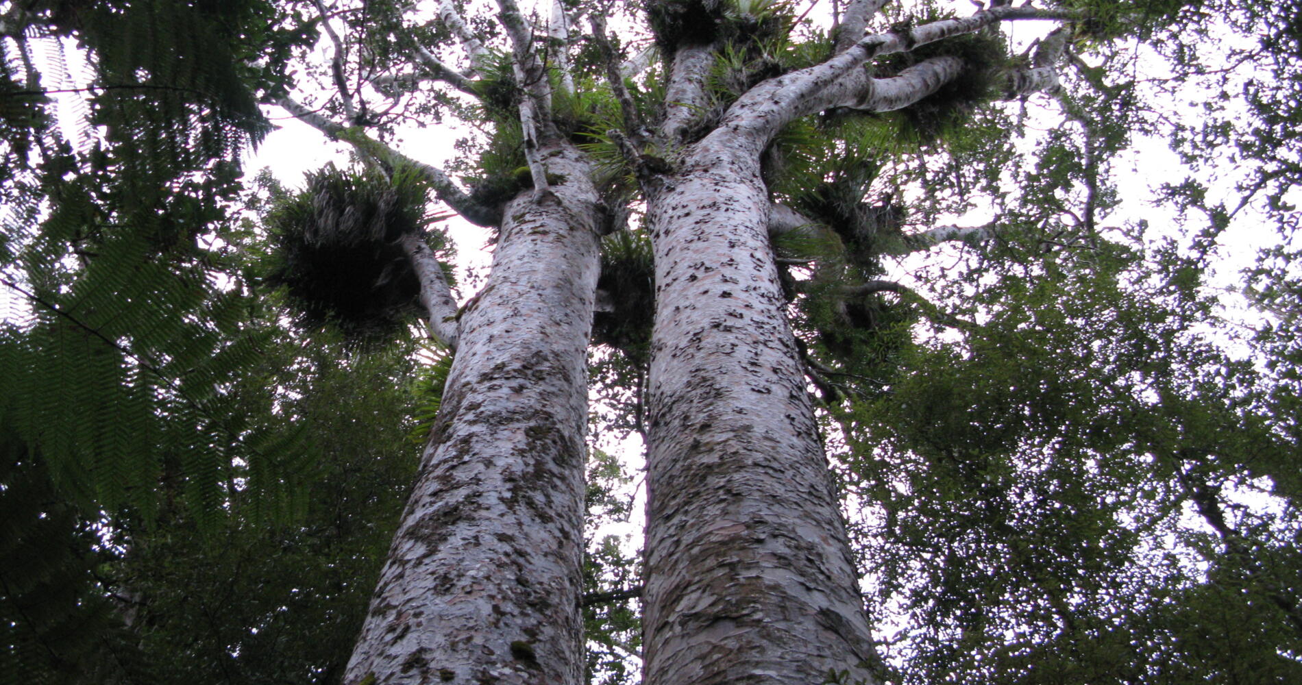 Trounson Kauri Park | Northland & Bay of Islands, New Zealand