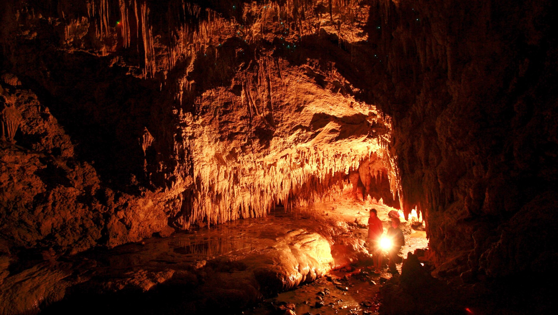 尼考洞穴与咖啡馆 Nikau Cave & Cafe | Activity in 奥克兰, 新西兰