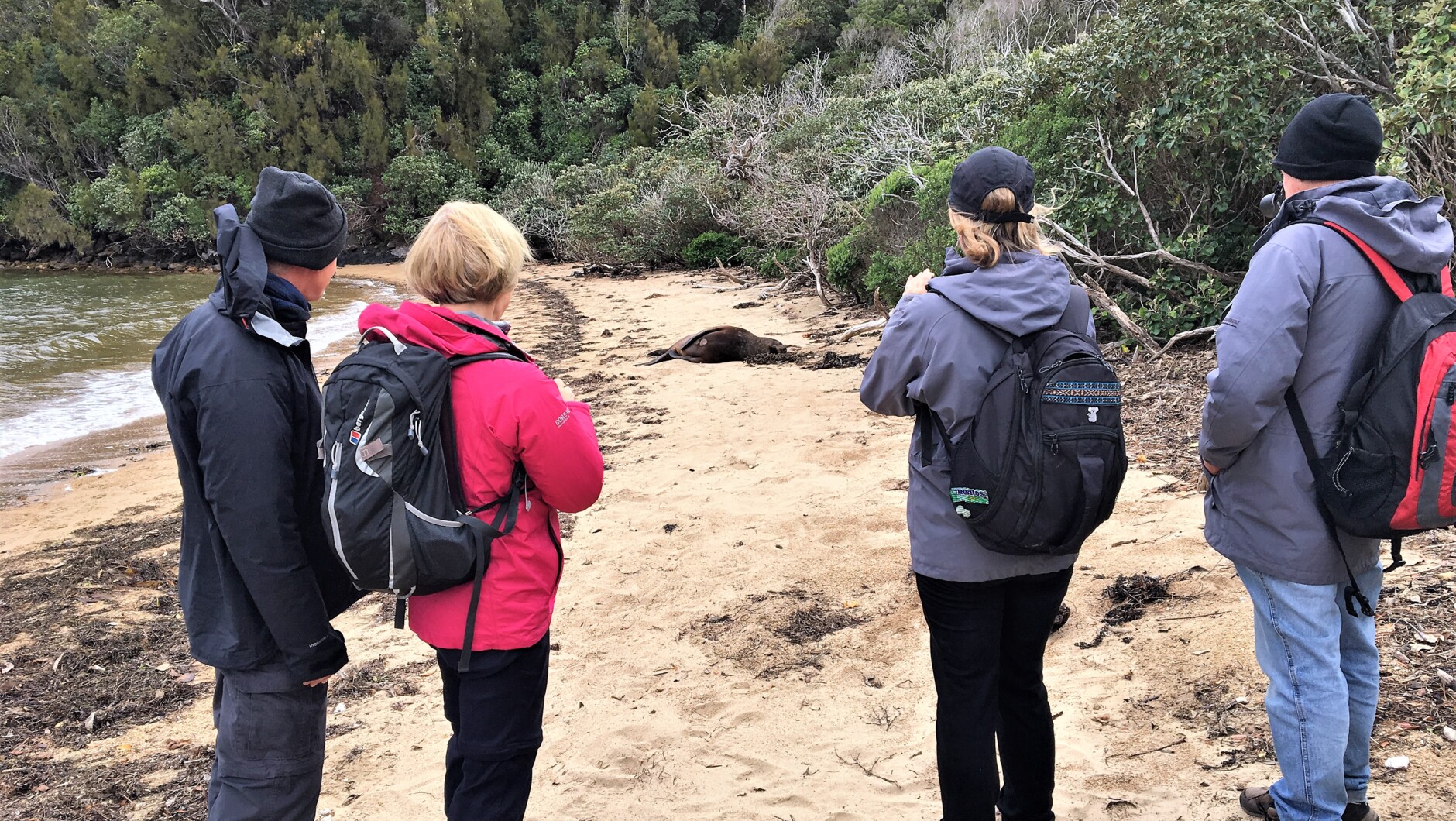 Beautiful Birding & Botany Half Day Ulva Island Guided Walk -Ulva's ...