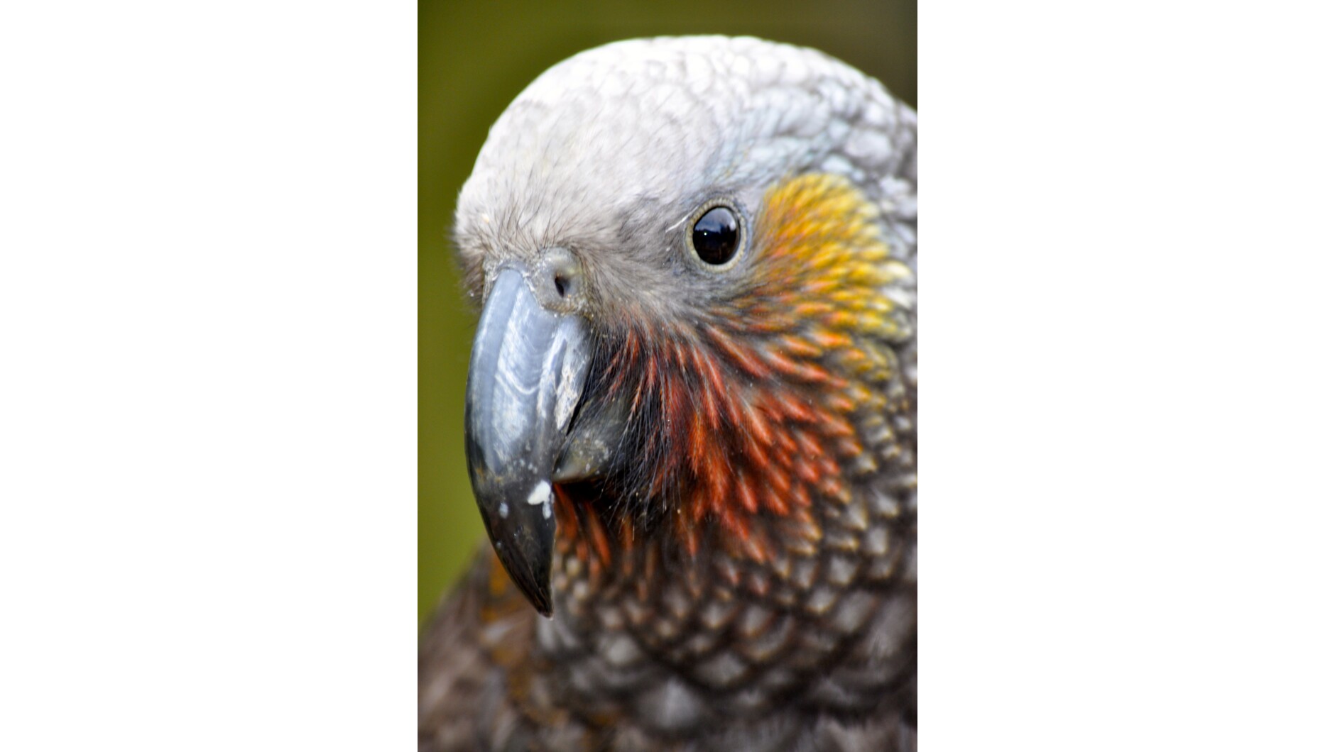 Ulva Island Guided Walk | Tour