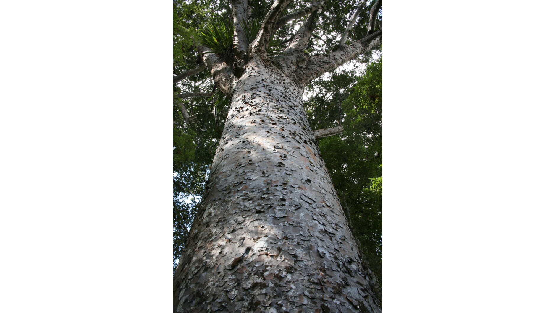 Adventure Puketi–Half Day Guided Forest Walks | Activity in Northland ...