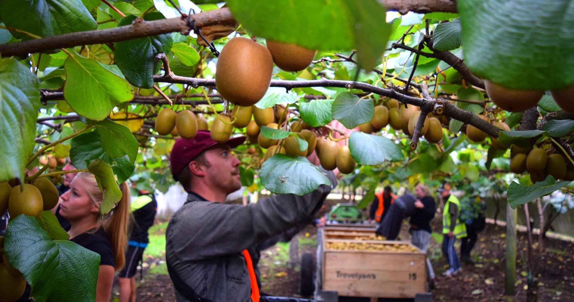 Work & Employment | New Zealand