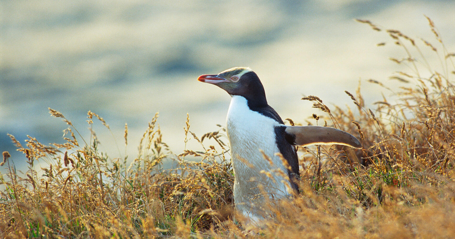 Otago Peninsula Guide] Exploring Breathtaking Otago Peninsula, Dunedin