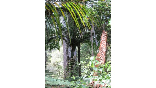 Adventure Puketi–Half Day Guided Forest Walks | Activity in Northland ...