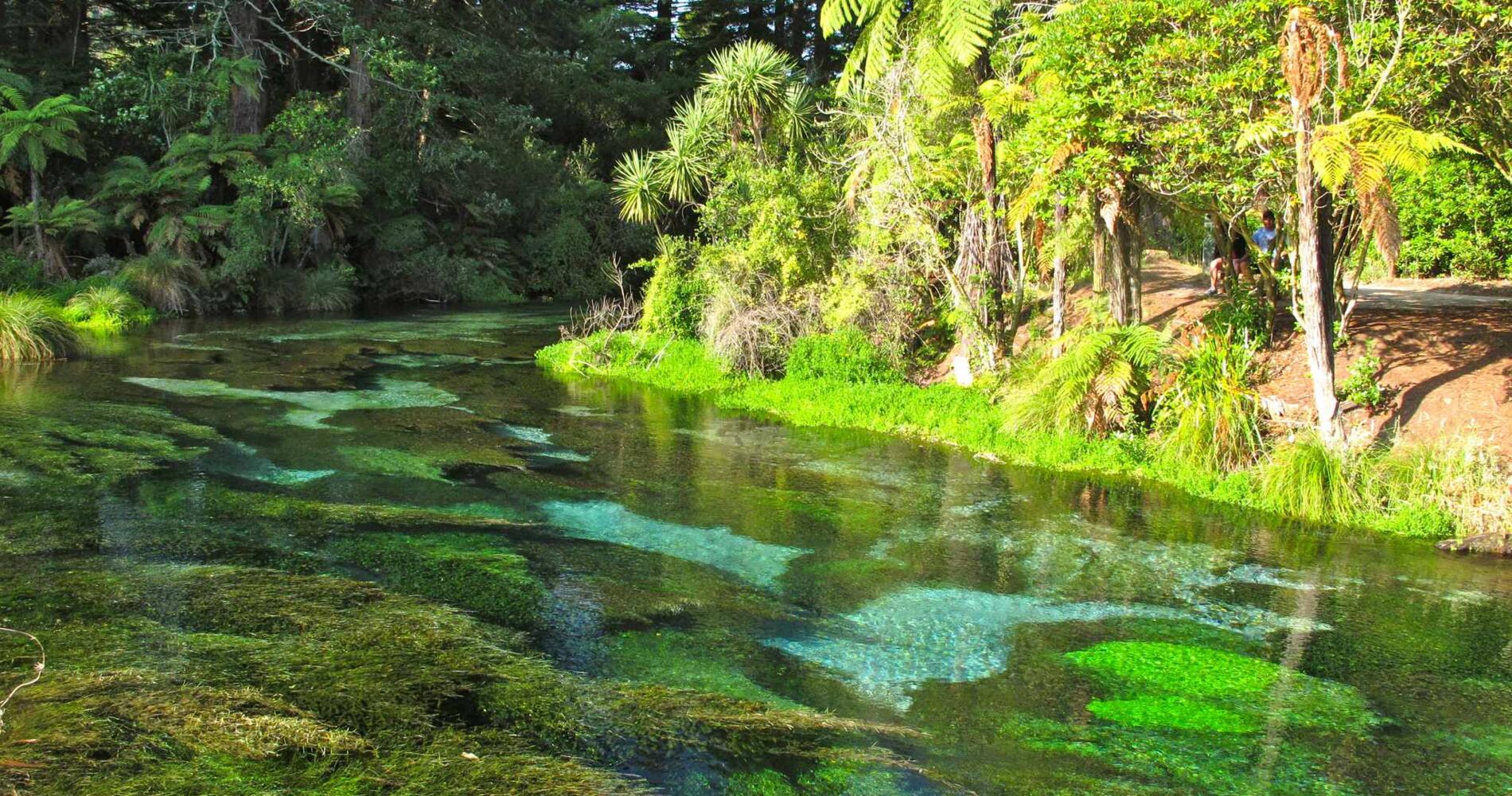 Hamurana Springs | Things to do in Rotorua