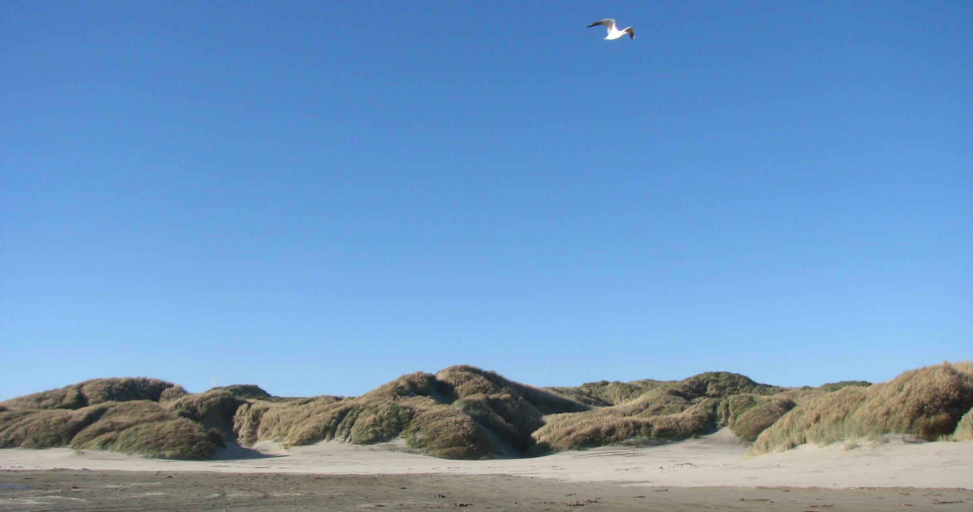 Oreti Beach and Sandy Point | Southland, New Zealand