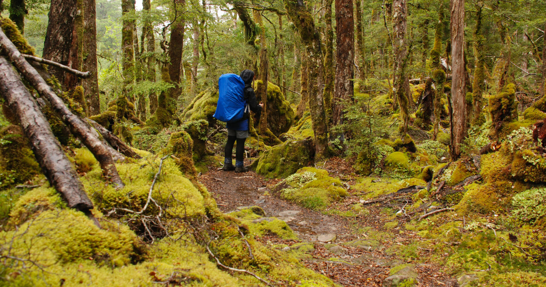 Goblin Forest and Wilkies Pools | Taranaki, New Zealand