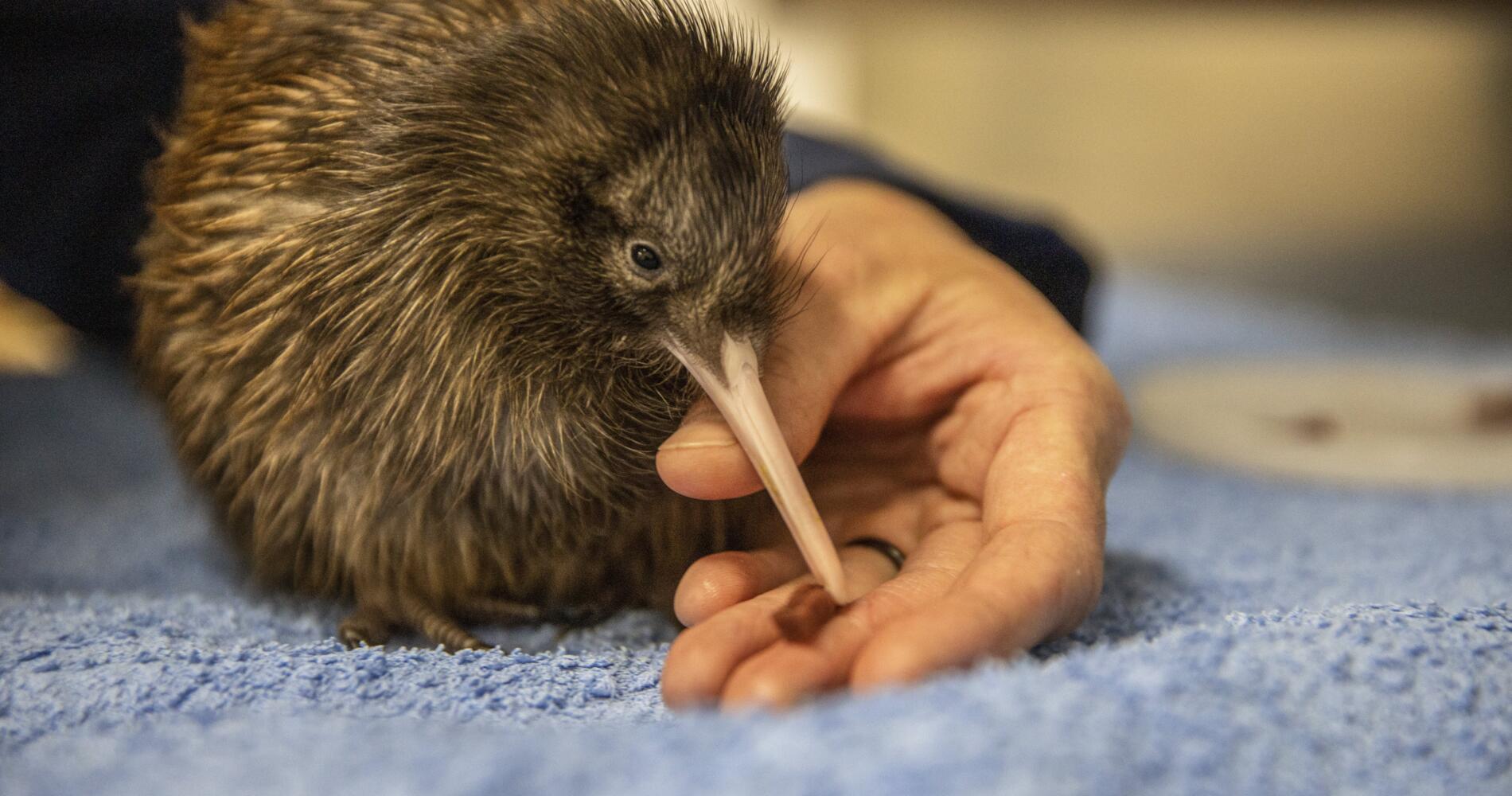 Kiwi