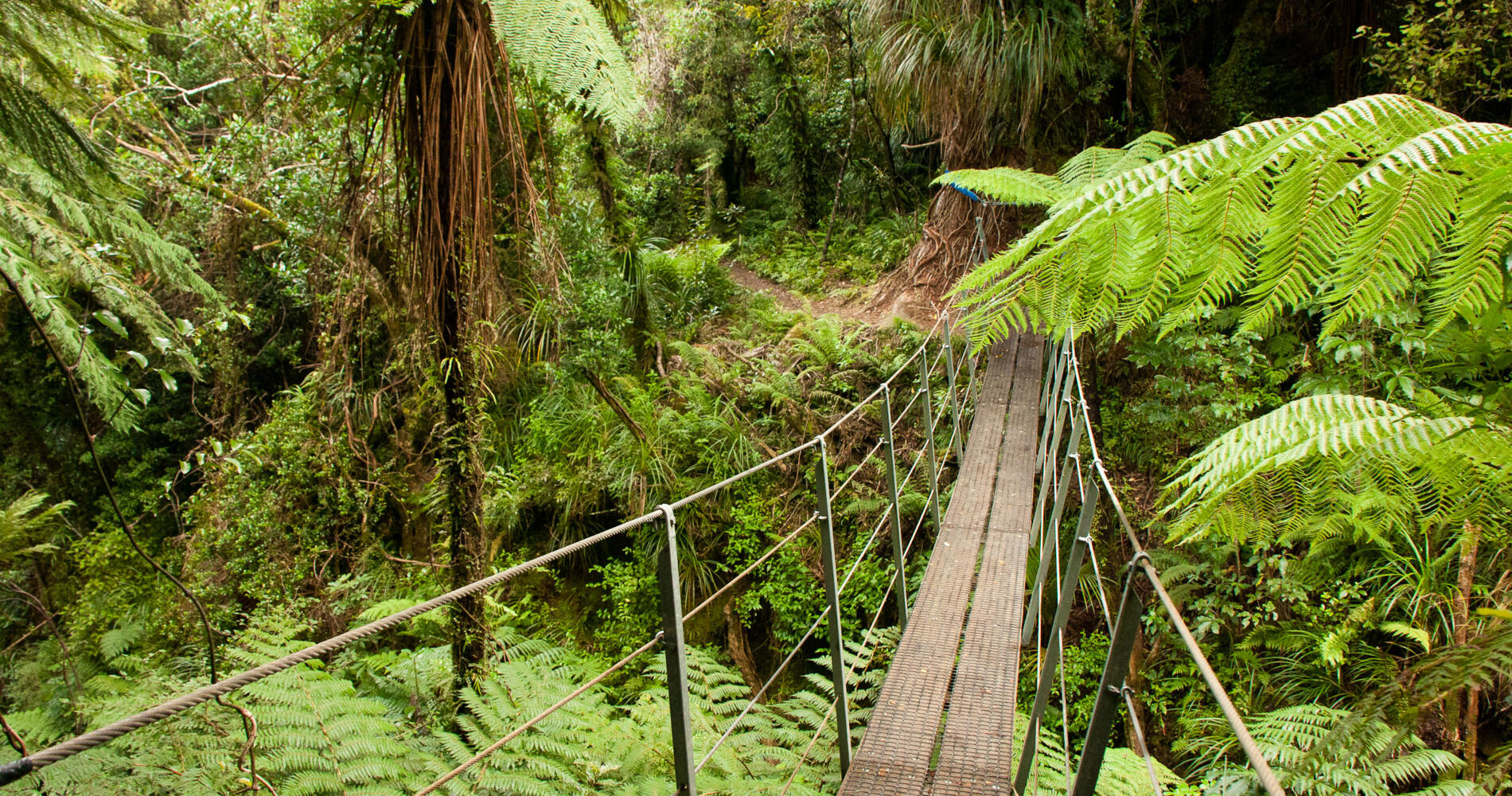 Remutaka Forest Park | Wellington, New Zealand