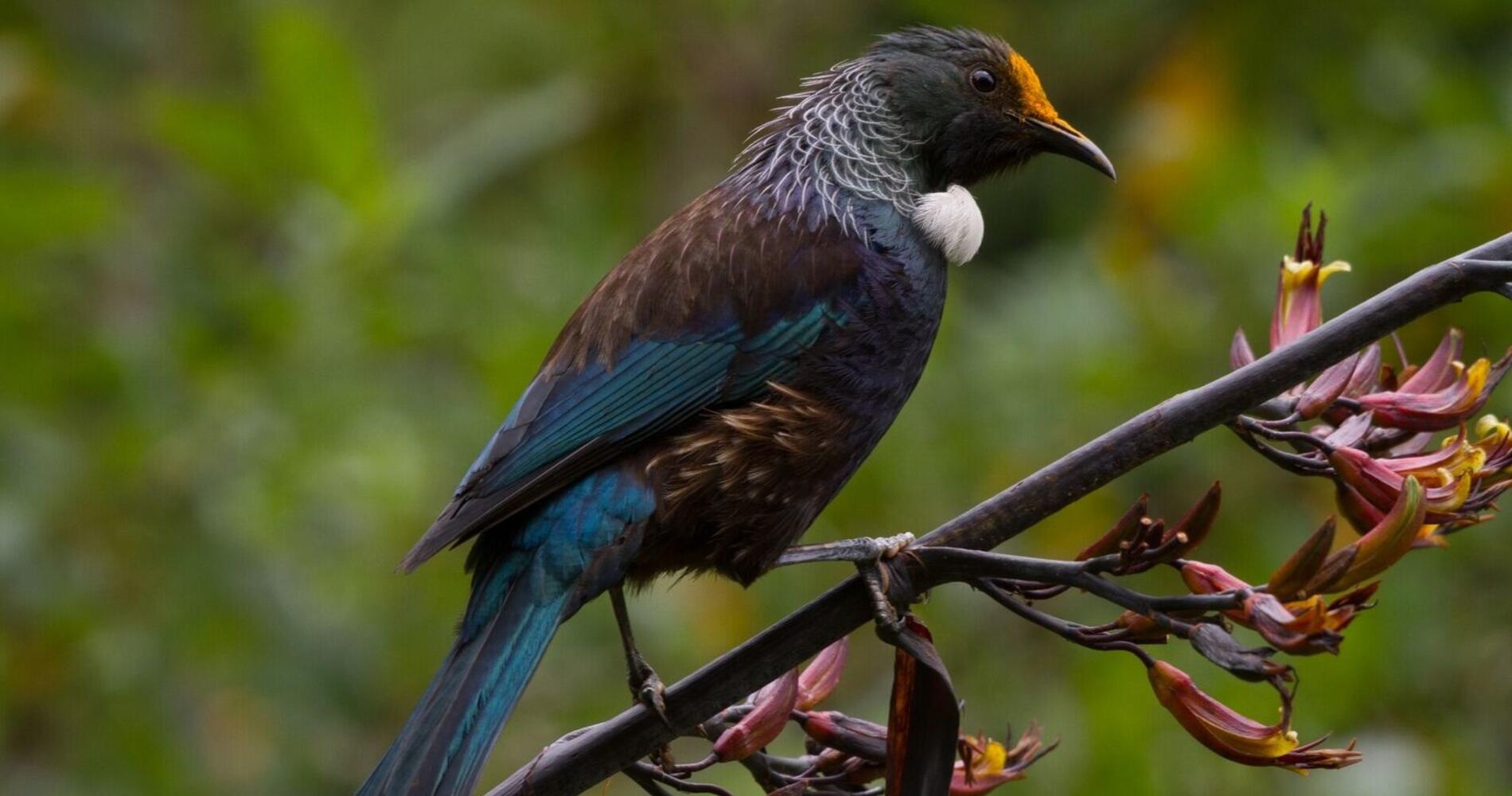Zealandia - The Karori Sanctuary Experience | Wellington, New Zealand