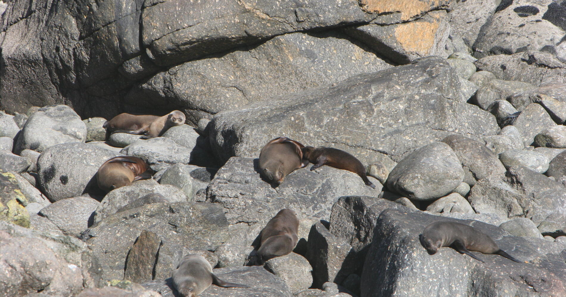 Cape Foulwind Seal Colony | West Coast, New Zealand