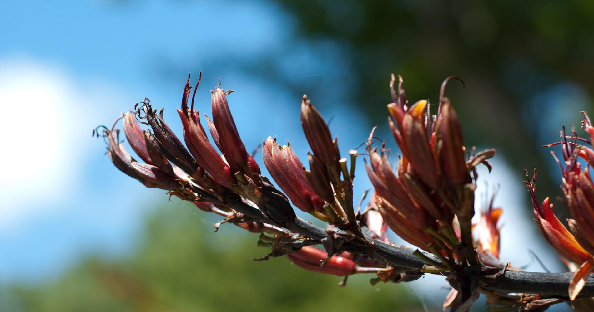 Bason Botanic Gardens and Bushy Park Forest Reserve | Whanganui, New ...