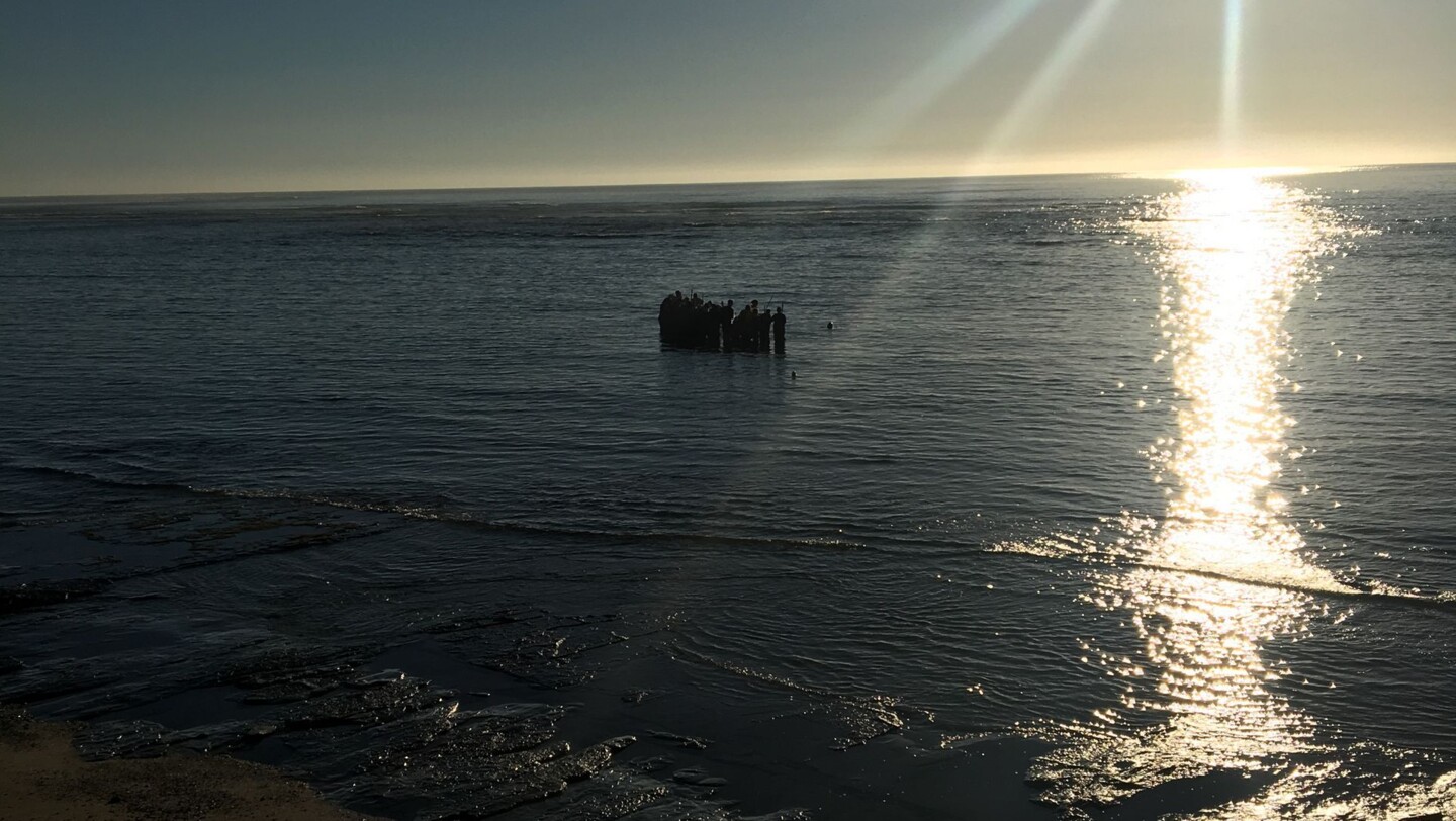 Dive Tatapouri Reef Ecology Tour with Wild Stingrays | Activity in ...