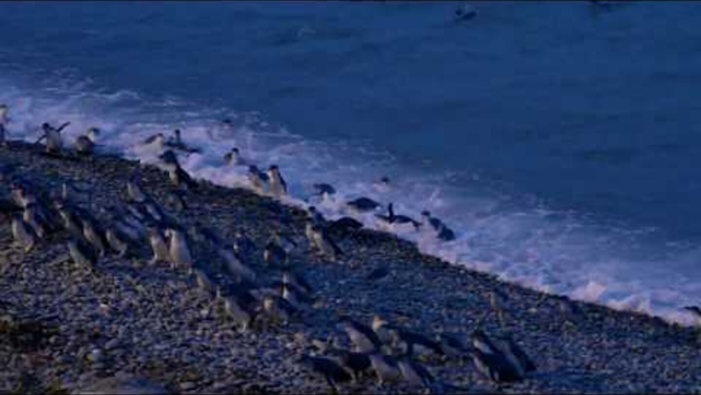 Evening viewing at the Ōamaru Blue Penguin Colony | Activities & Day ...