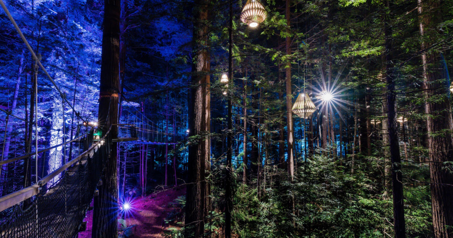 Redwoods Nightlights | Activities & Day Trips in Rotorua, New Zealand