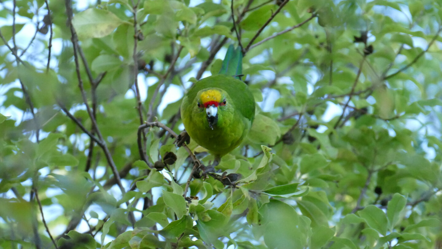 Motuara Island Sanctuary and Dolphin Watching Tour | Activities & Day ...