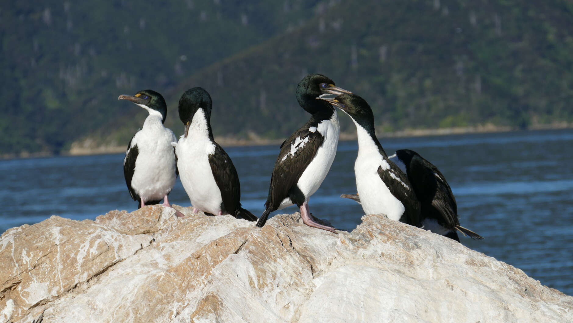 Motuara Island Sanctuary and Dolphin Watching Tour | Activities & Day ...