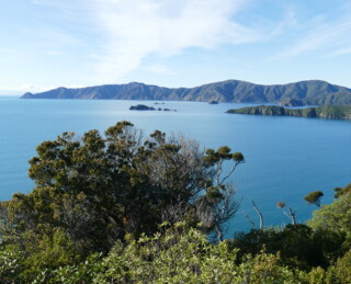 Motuara Island Sanctuary and Dolphin Watching Tour | Activities & Day ...
