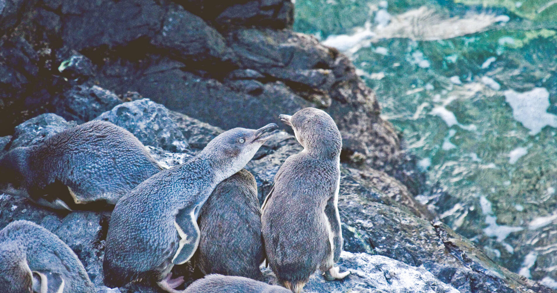 Pōhatu Penguins - Evening Penguins Tours - Akaroa/ Banks Peninsula ...