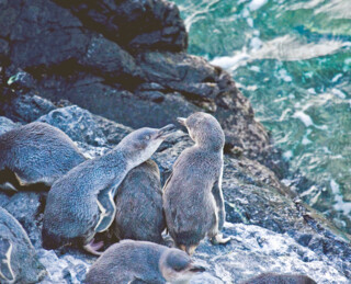 Pōhatu Penguins - Evening Penguins Safaris - Akaroa/ Banks Peninsula ...