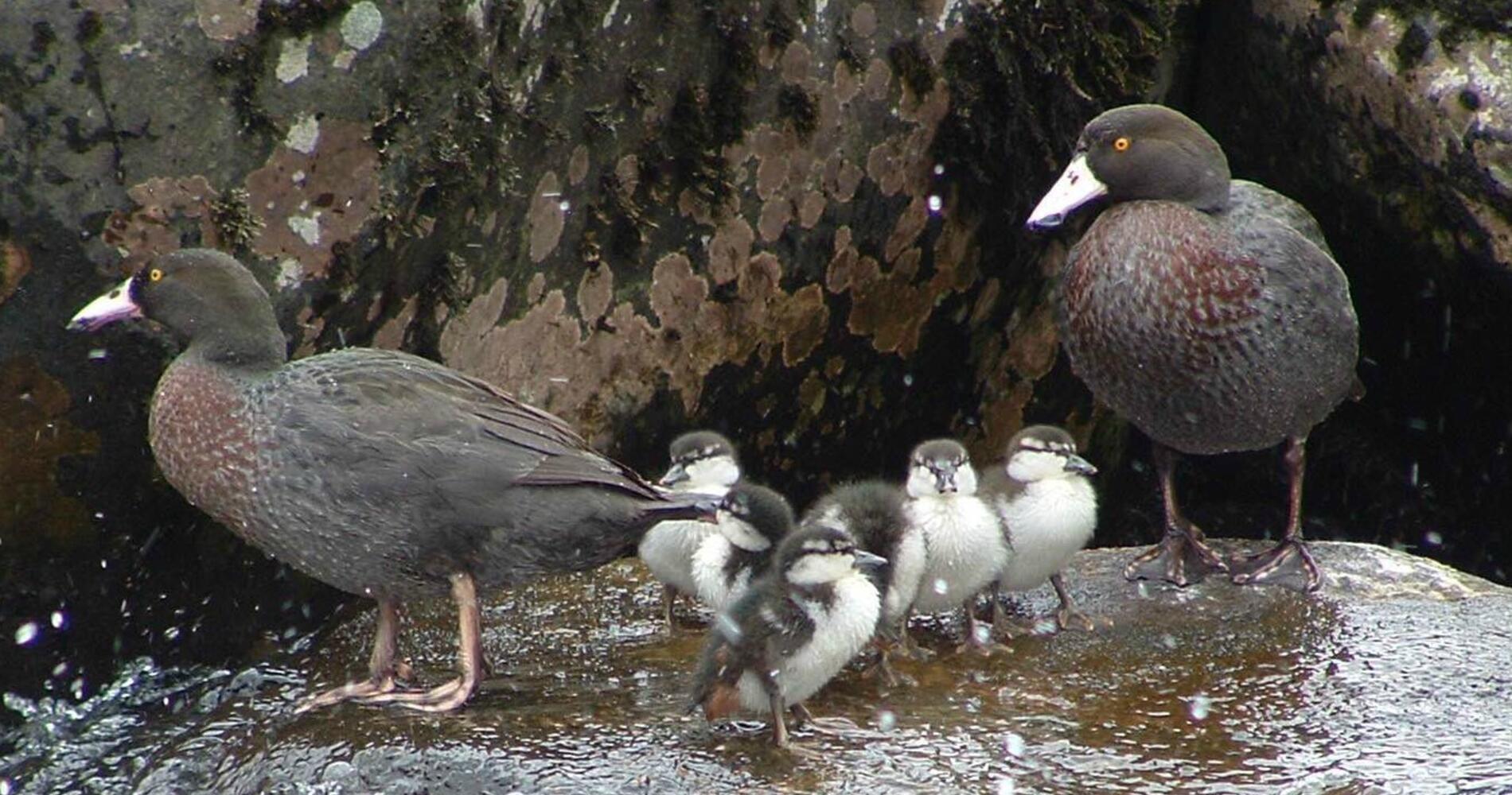 Whio (Blue Duck) Rafting Experience | Activities & Day Trips in Taupō ...