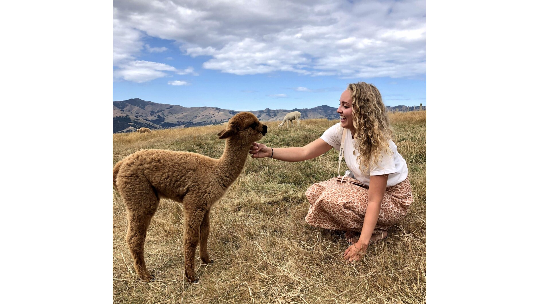 Shamarra Alpaca Farm Tours Akaroa | Activities & Day Trips in ...