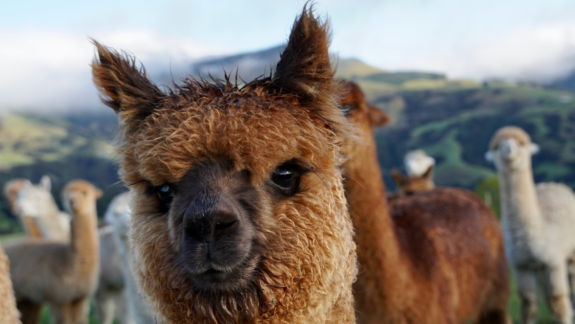 Shamarra Alpaca Farm Tours Akaroa | Activities & Day Trips in ...