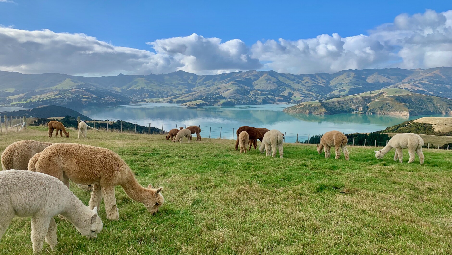 Shamarra Alpaca Farm Tours Akaroa | Activities & Day Trips in ...