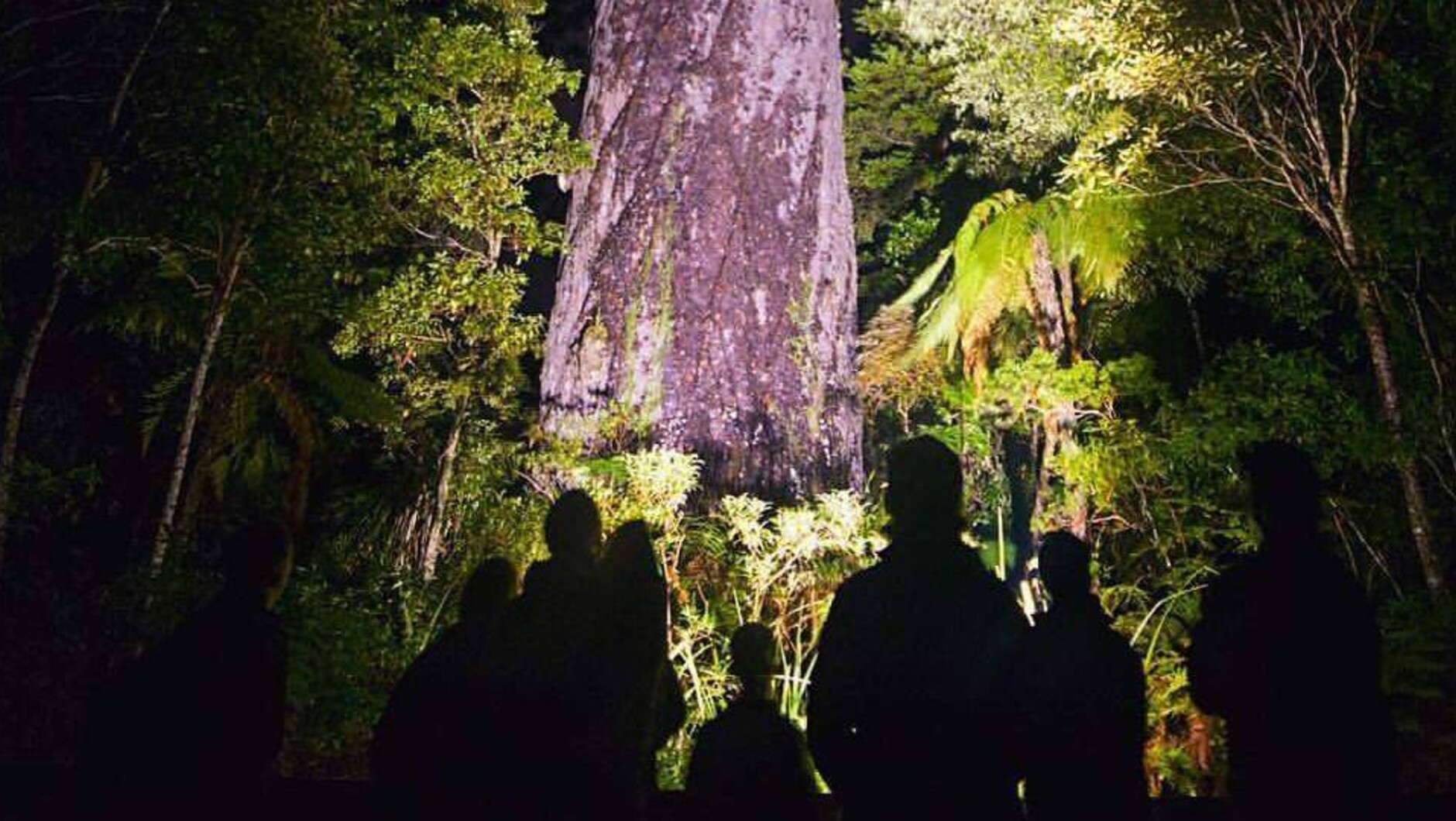 Footprints Waipoua | Activity in Northland & Bay of Islands, New Zealand