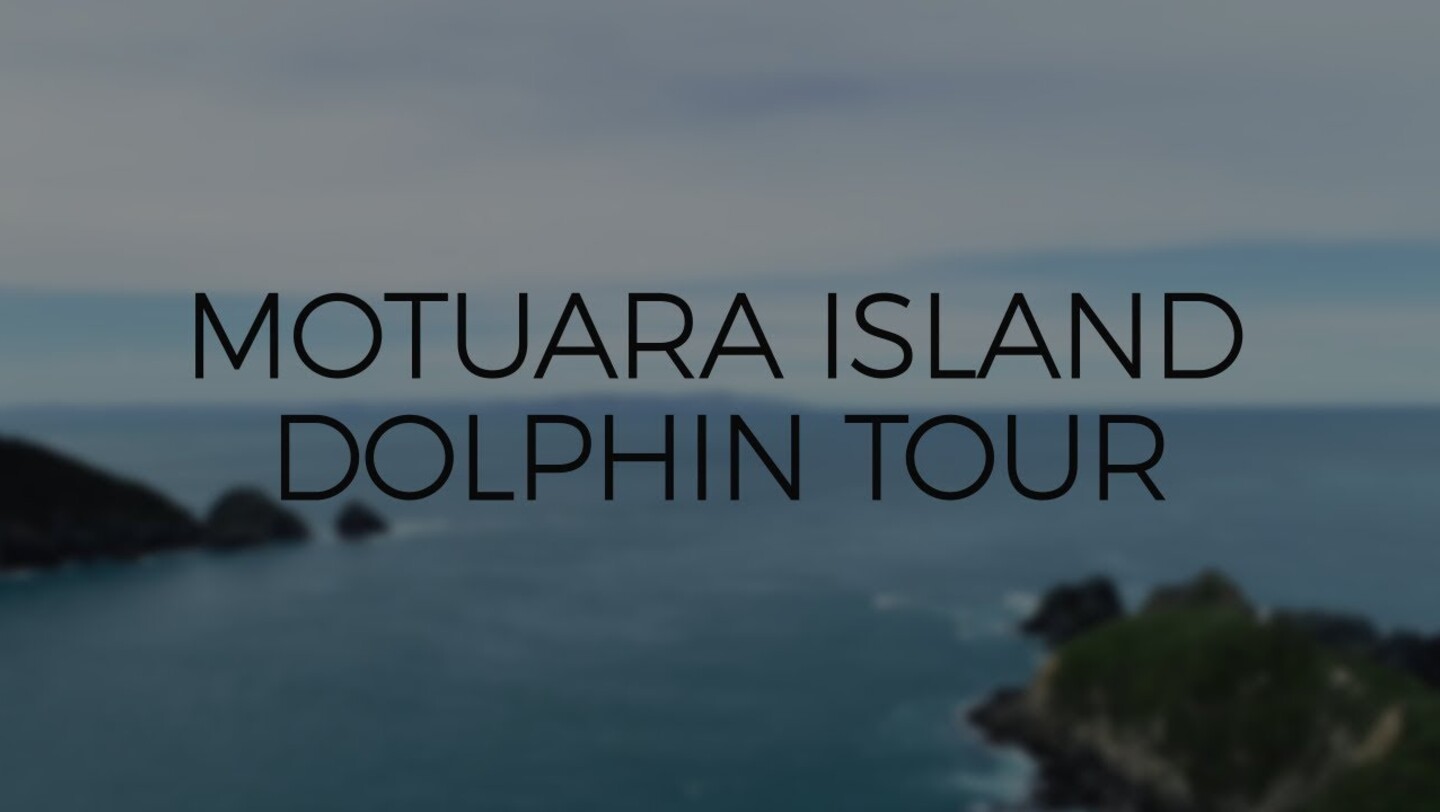 Motuara Island Sanctuary and Dolphin Watching Tour | Activities & Day ...