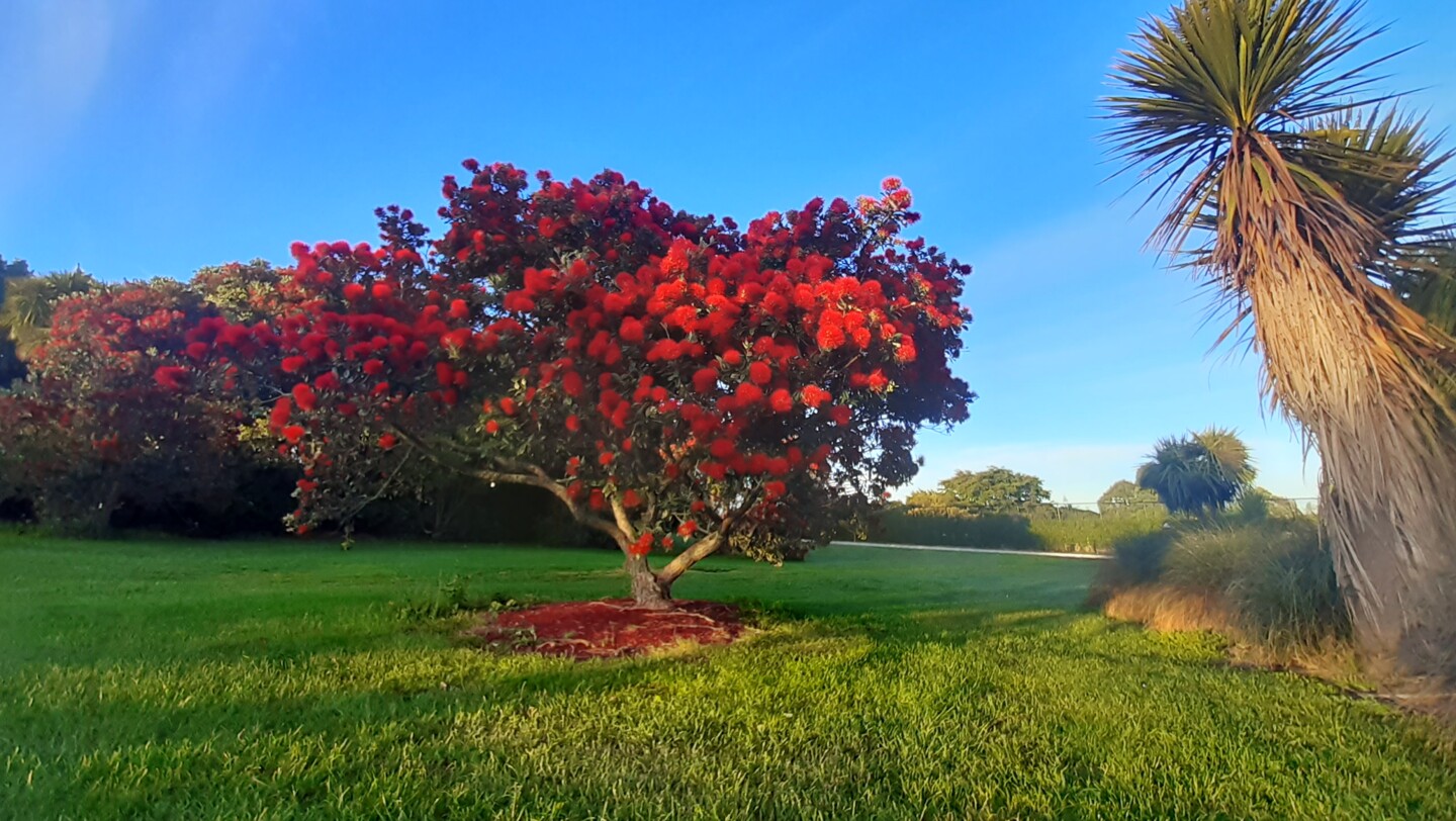 Auckland Botanic Gardens | Activities & Day Trips in Auckland, New Zealand