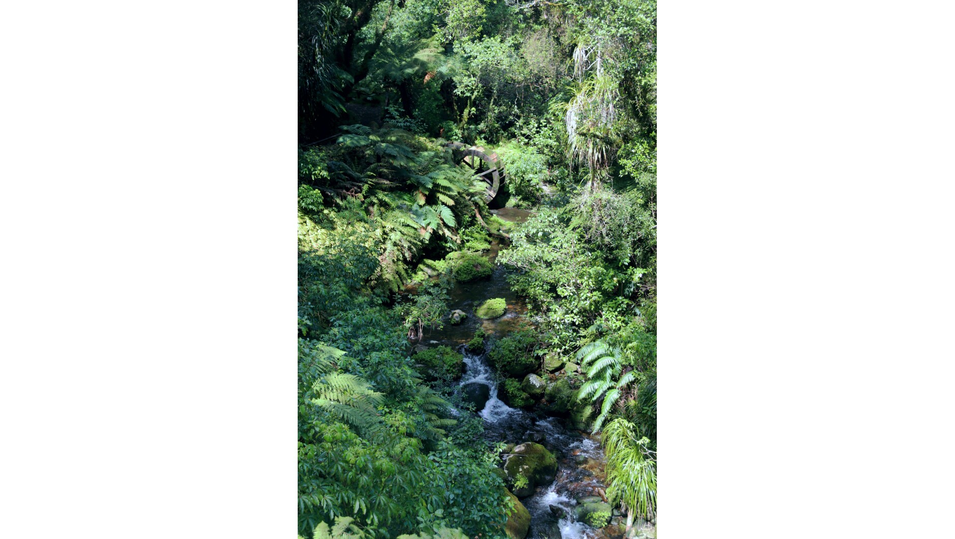 Pukeiti | Activity in Taranaki, New Zealand