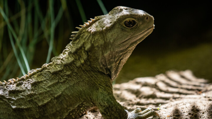 Ngā Manu Nature Reserve | Activities & Day Trips in Wellington, New Zealand