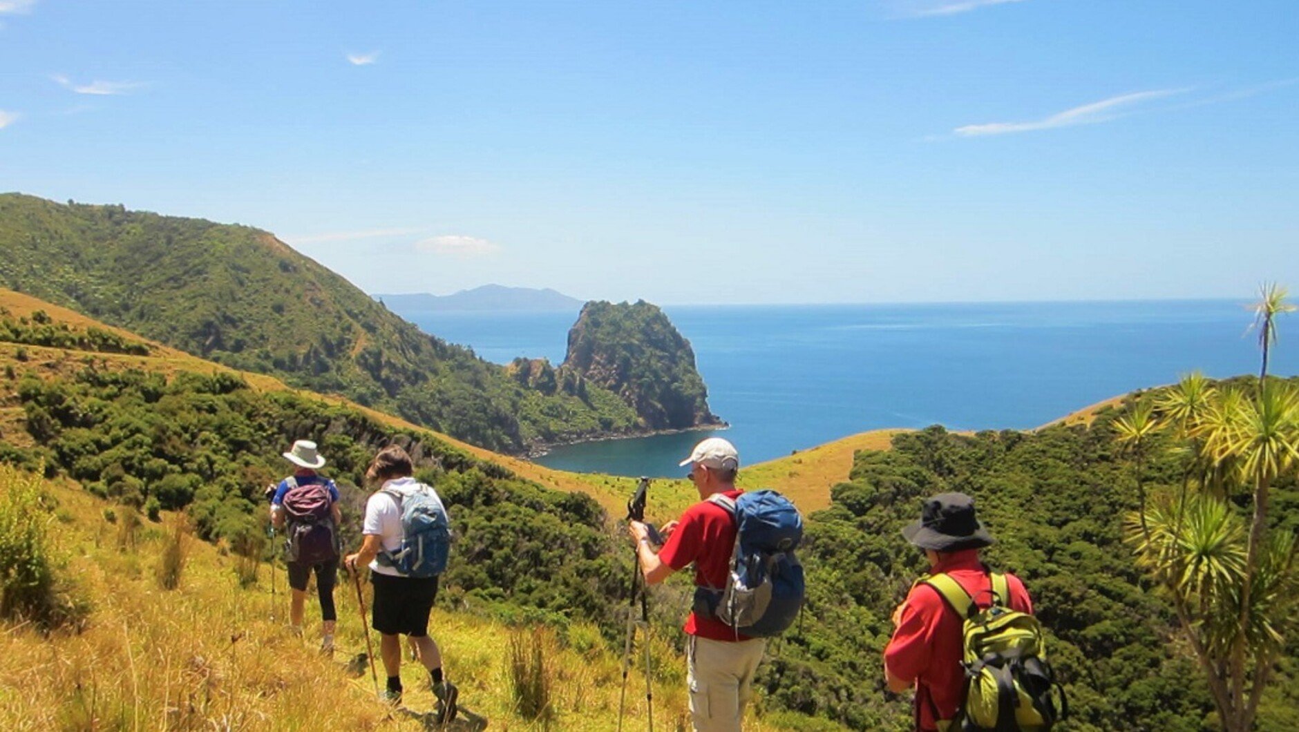 Coromandel Hiking Tour - 4-day, Lodge Based Guided Walk | Activity in ...