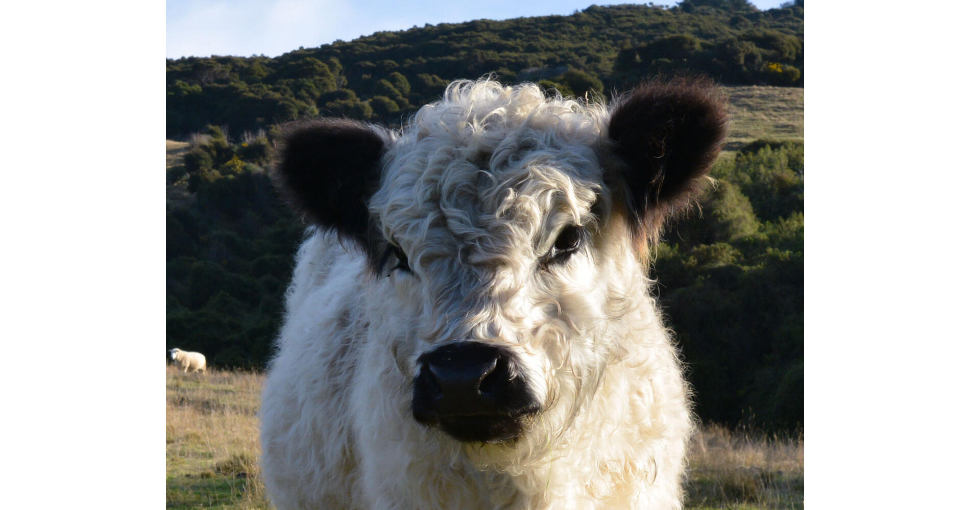 Iconic Farm Animal Tour | Activities & Day Trips in Dunedin, New Zealand